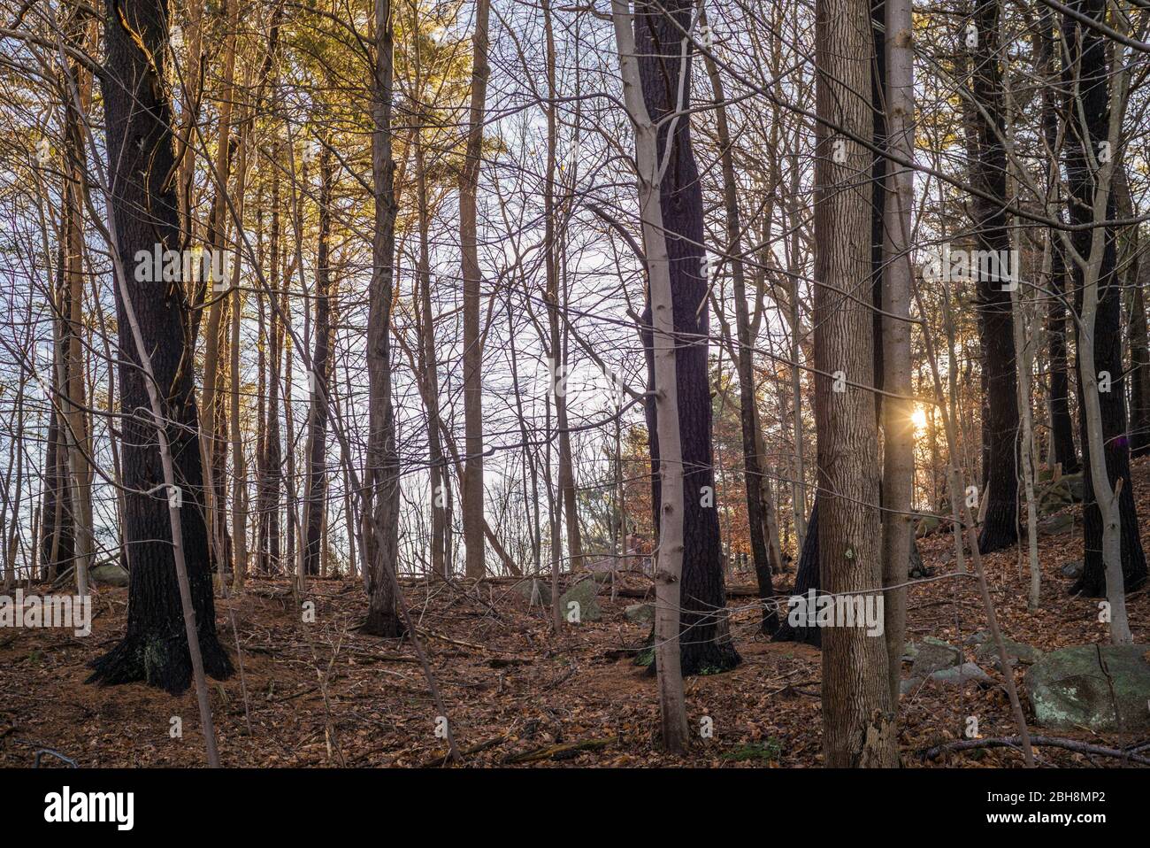USA, New England, Massachusetts, Cape Ann, Gloucester, Dogtown Commons ...