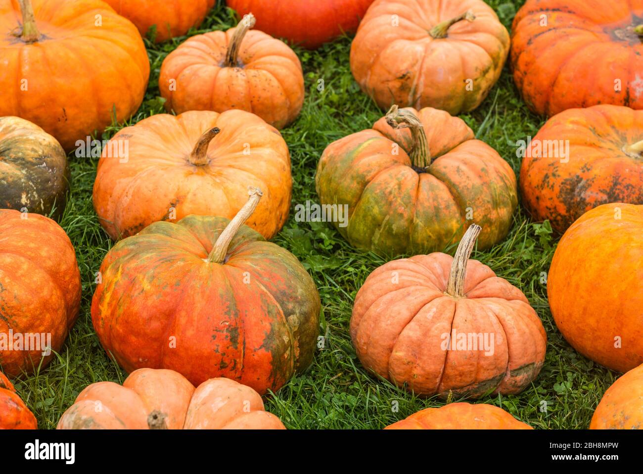 Red wagon with pumpkins hi-res stock photography and images - Alamy