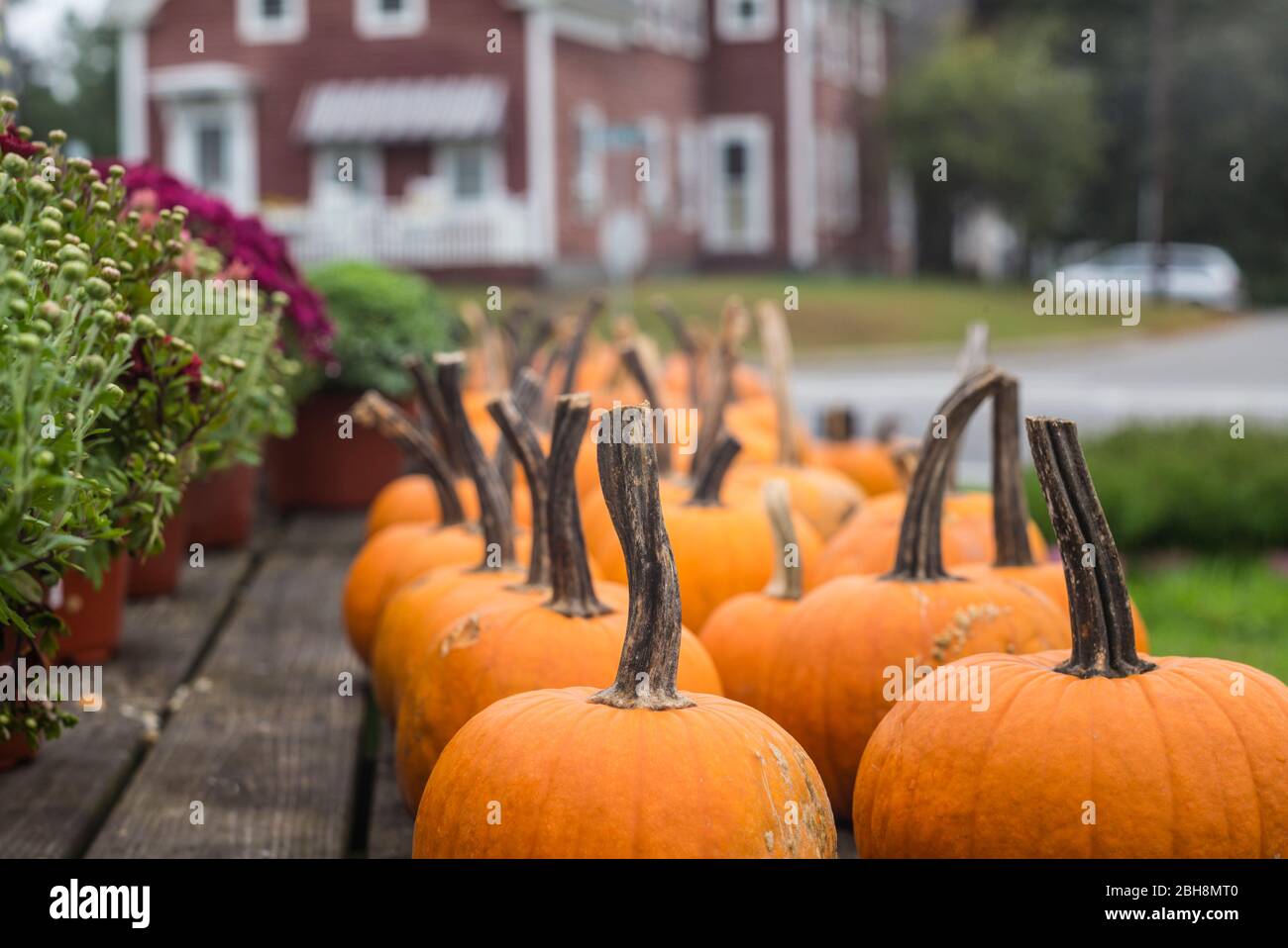 Red wagon with pumpkins hi-res stock photography and images - Alamy