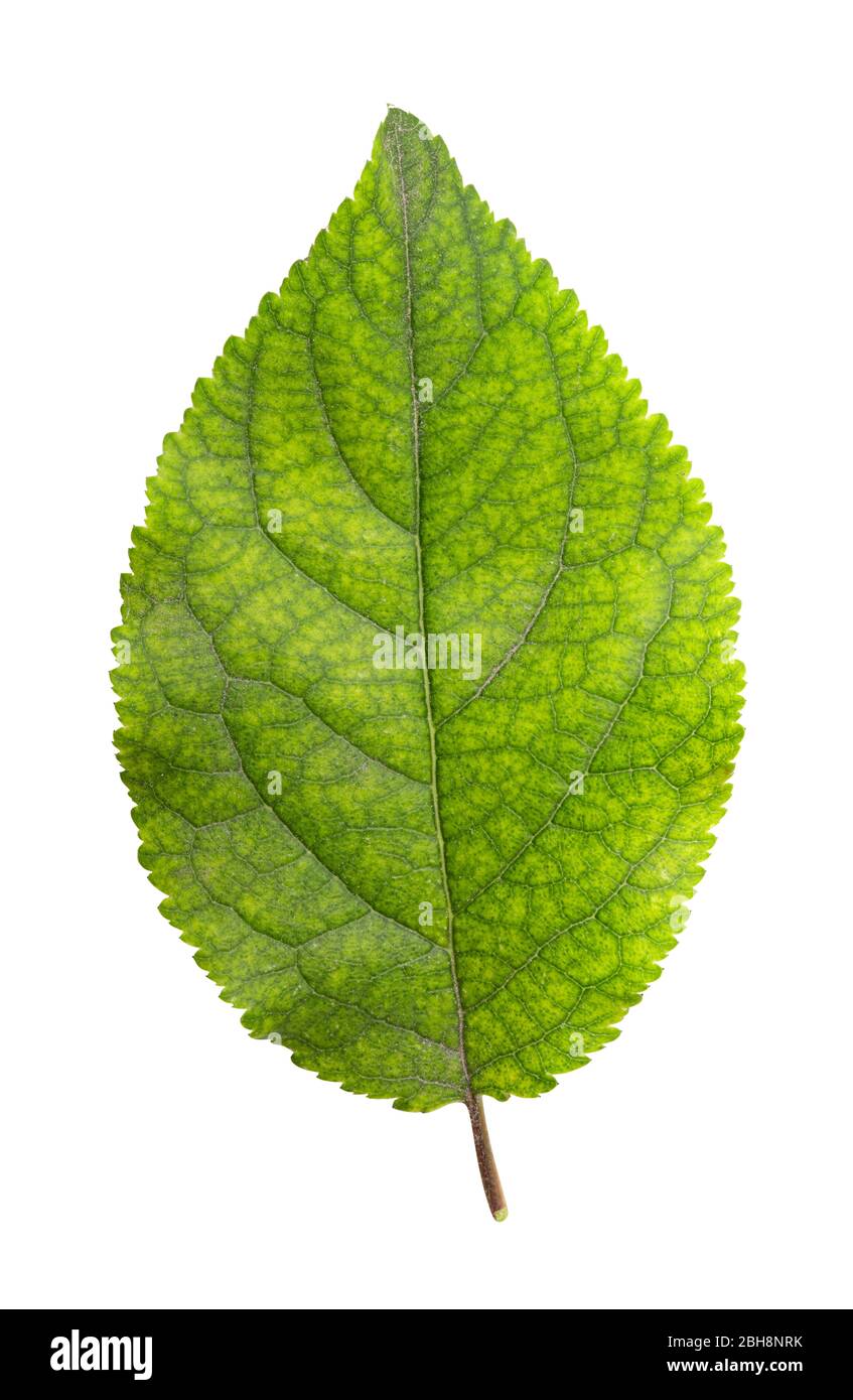 Green leaf isolated on white background. Clipping Path. Full depth of ...
