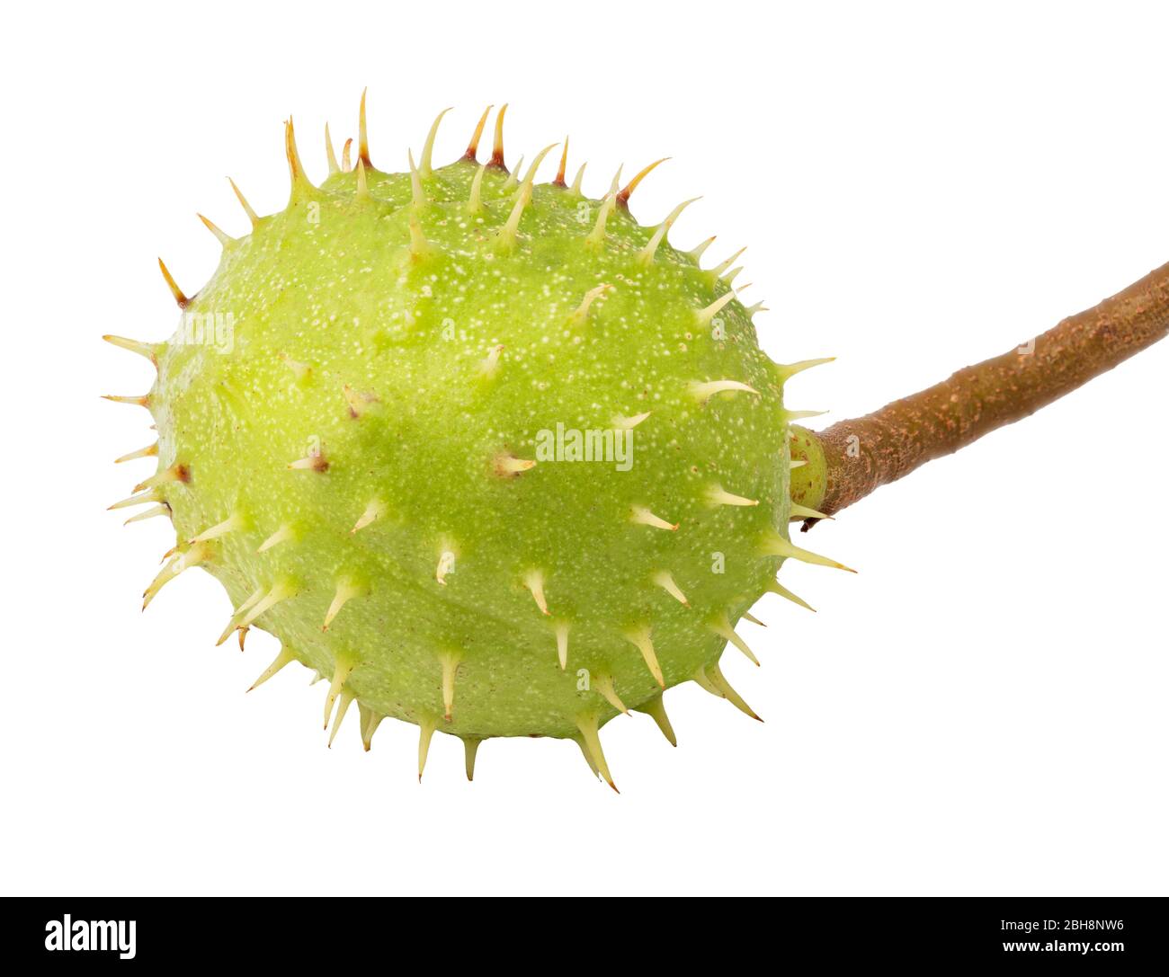 Chestnut isolated on white background Stock Photo - Alamy