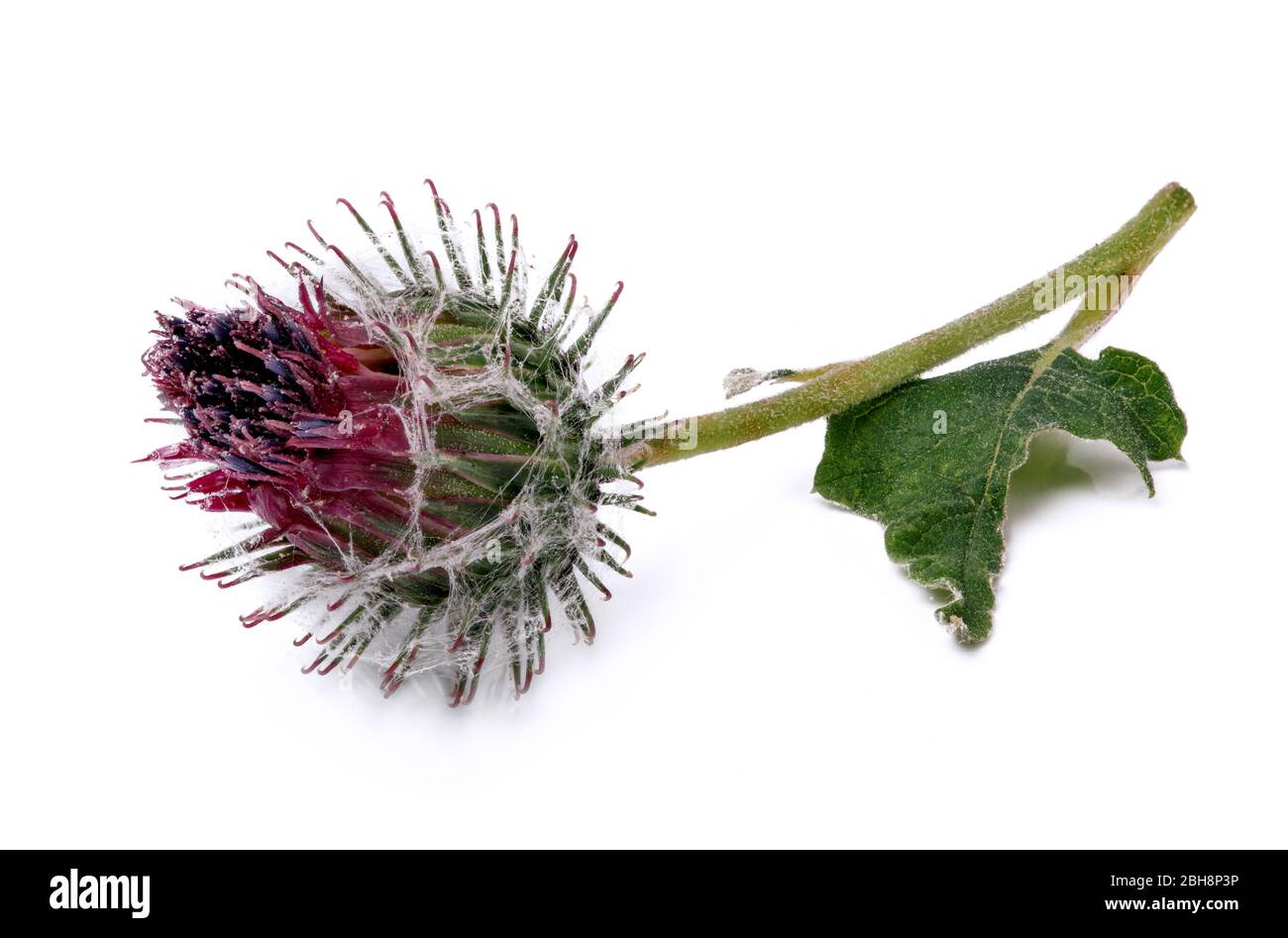 Bur thistle Cut Out Stock Images & Pictures - Alamy
