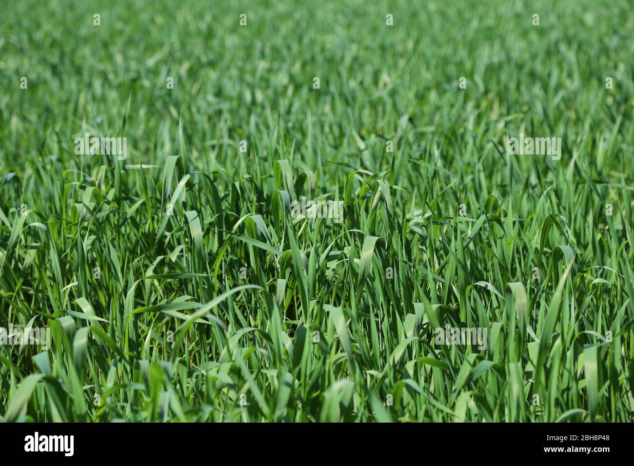 Wheat field or wheat farming Stock Photo - Alamy