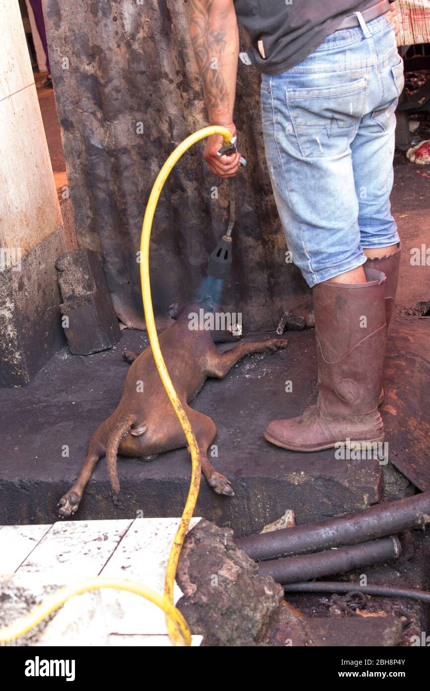 Cooking dog meat vietnam hi-res stock photography and images - Alamy