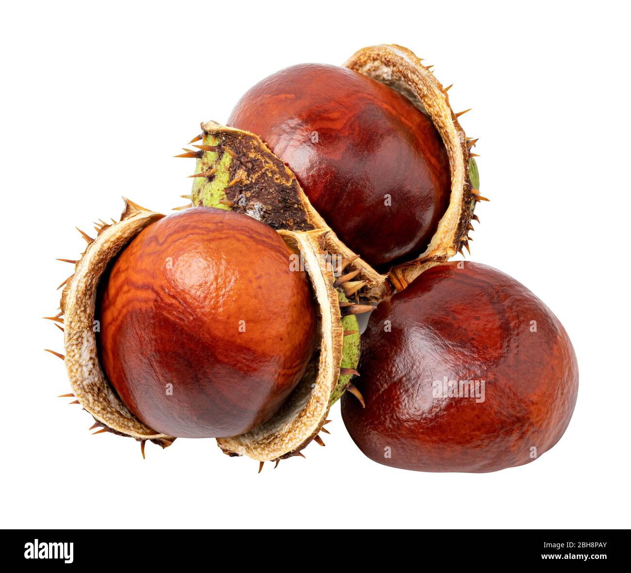 Chestnut isolated on white background Stock Photo - Alamy