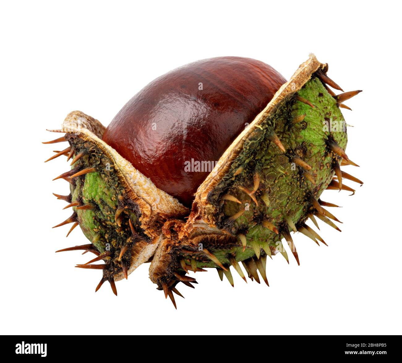 Chestnut isolated on white background Stock Photo - Alamy