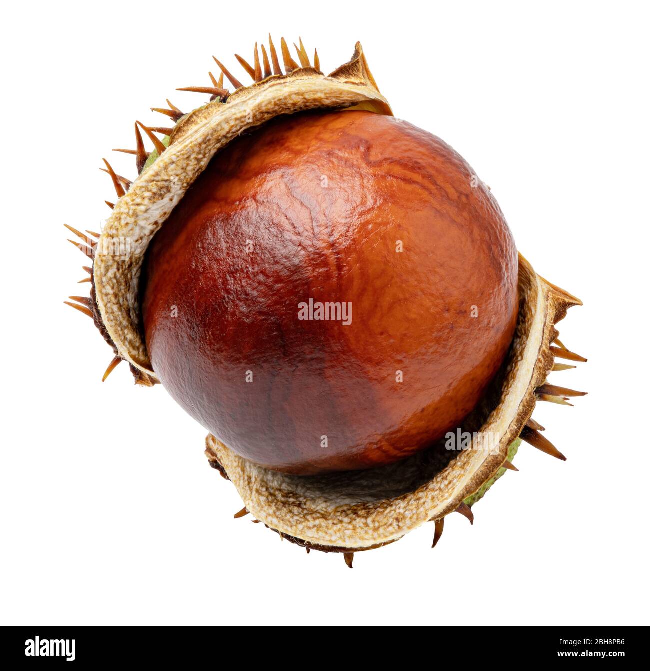Chestnut isolated on white background Stock Photo - Alamy