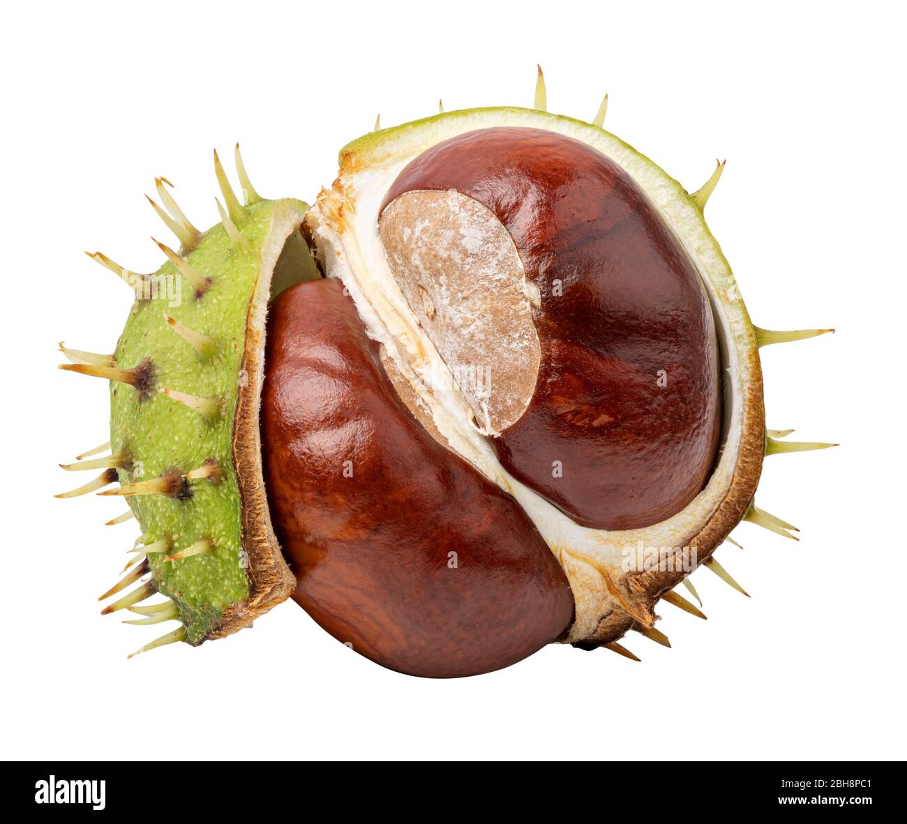 Chestnut isolated on white background Stock Photo - Alamy