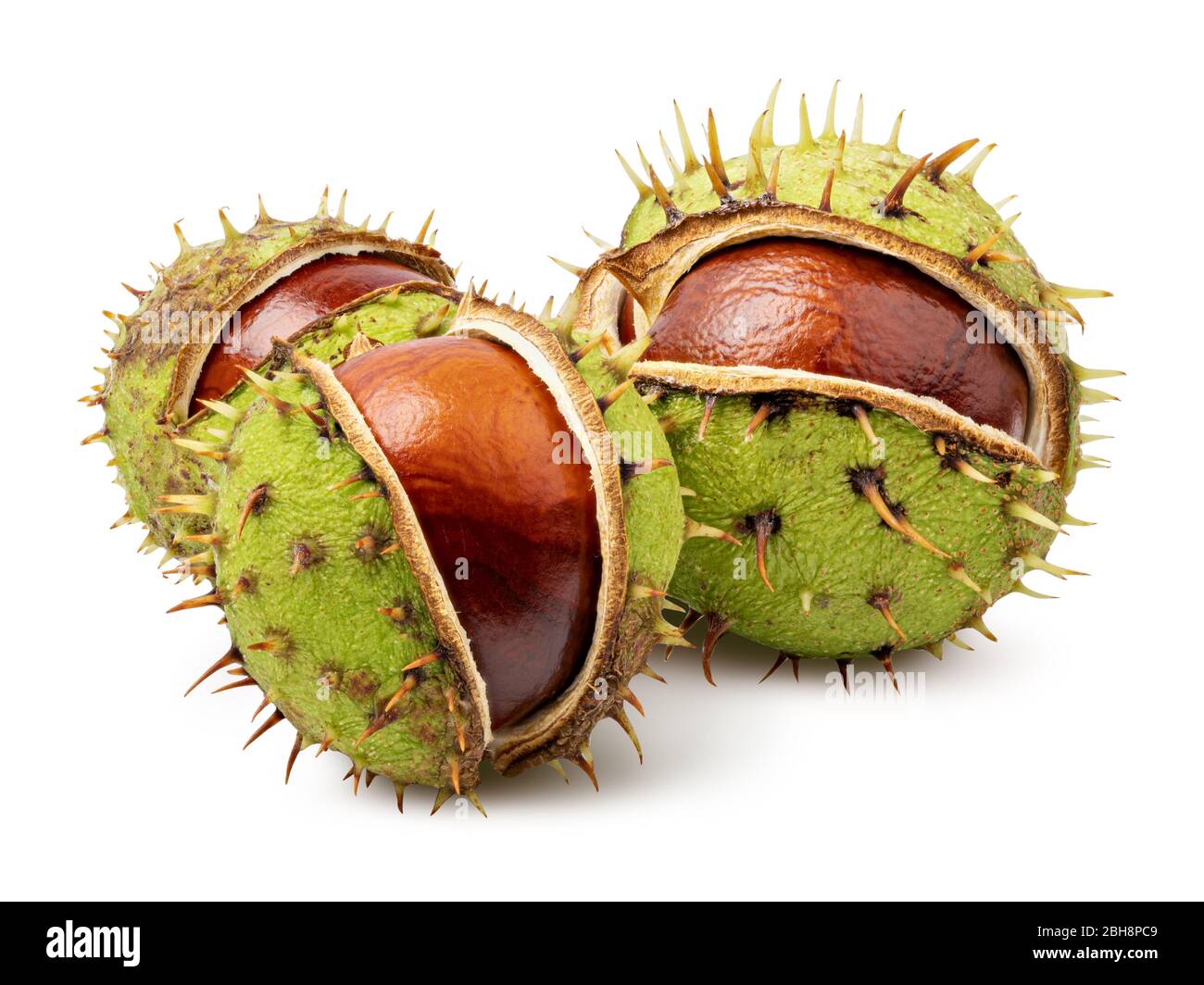 Chestnut isolated on white background Stock Photo - Alamy