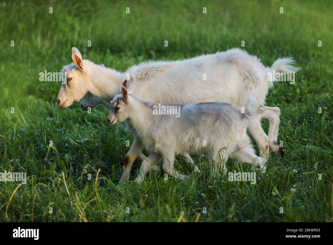 Goats on family farm. Herd of goats playing. Goat with her cubs on the ...