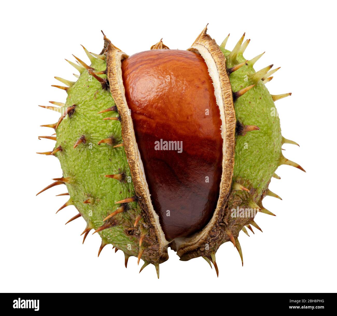 Chestnut isolated on white background Stock Photo - Alamy
