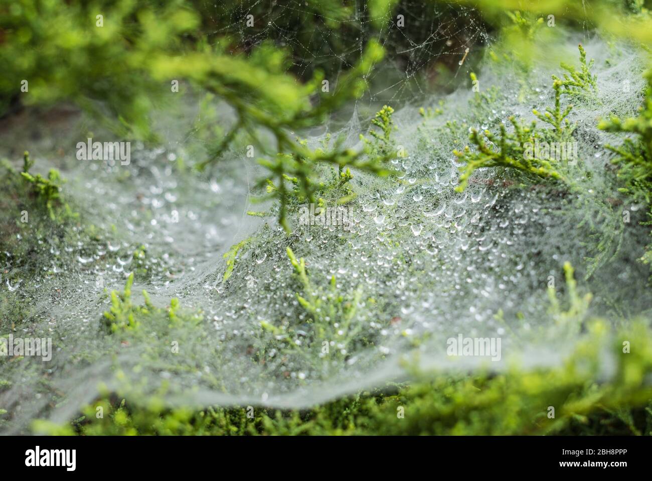 USA, New England, Massachusetts, Cape Ann, Gloucester, dew on leaves ...