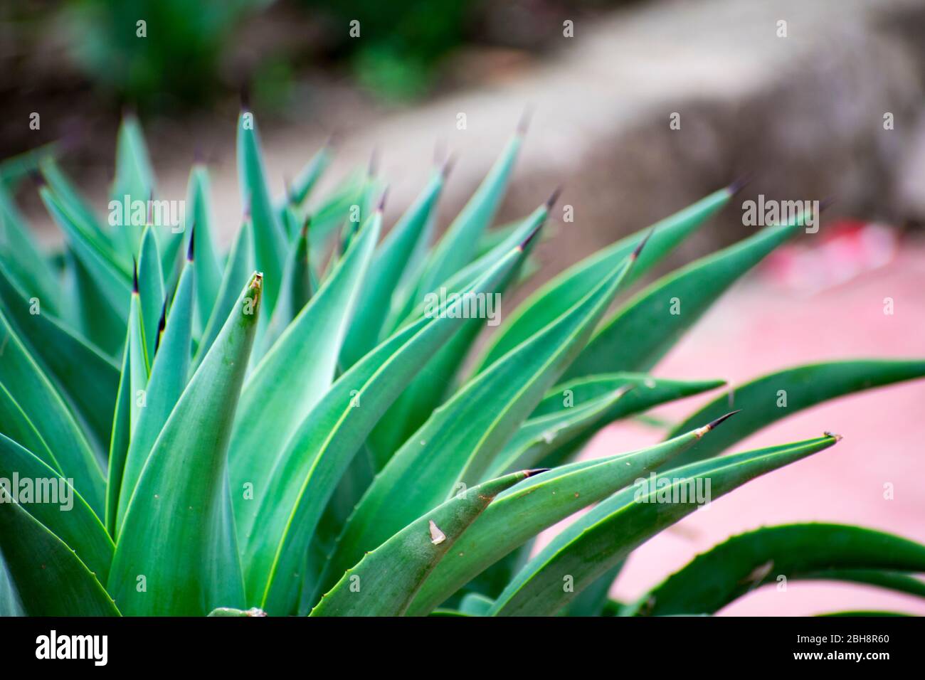India cactus hi-res stock photography and images - Alamy