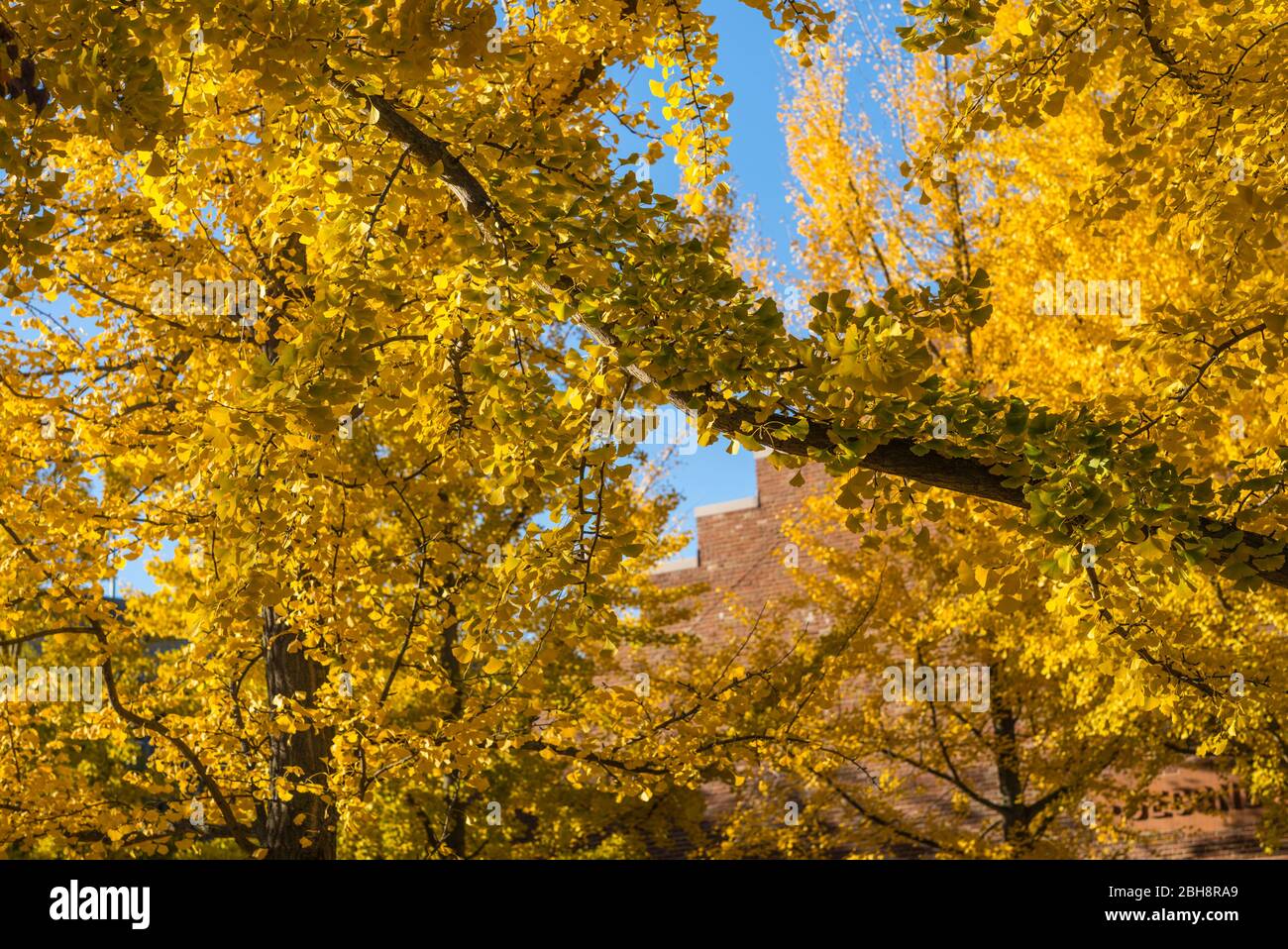 Salem massachusetts autumn foliage hi-res stock photography and images ...