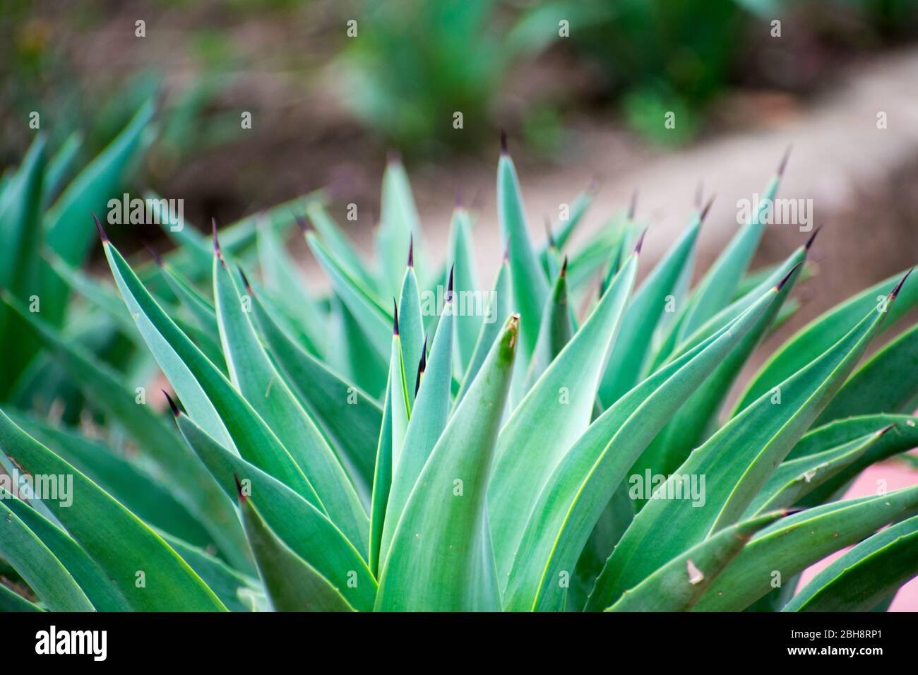 Agave cactus in natural setting, Bhopal India Stock Photo - Alamy