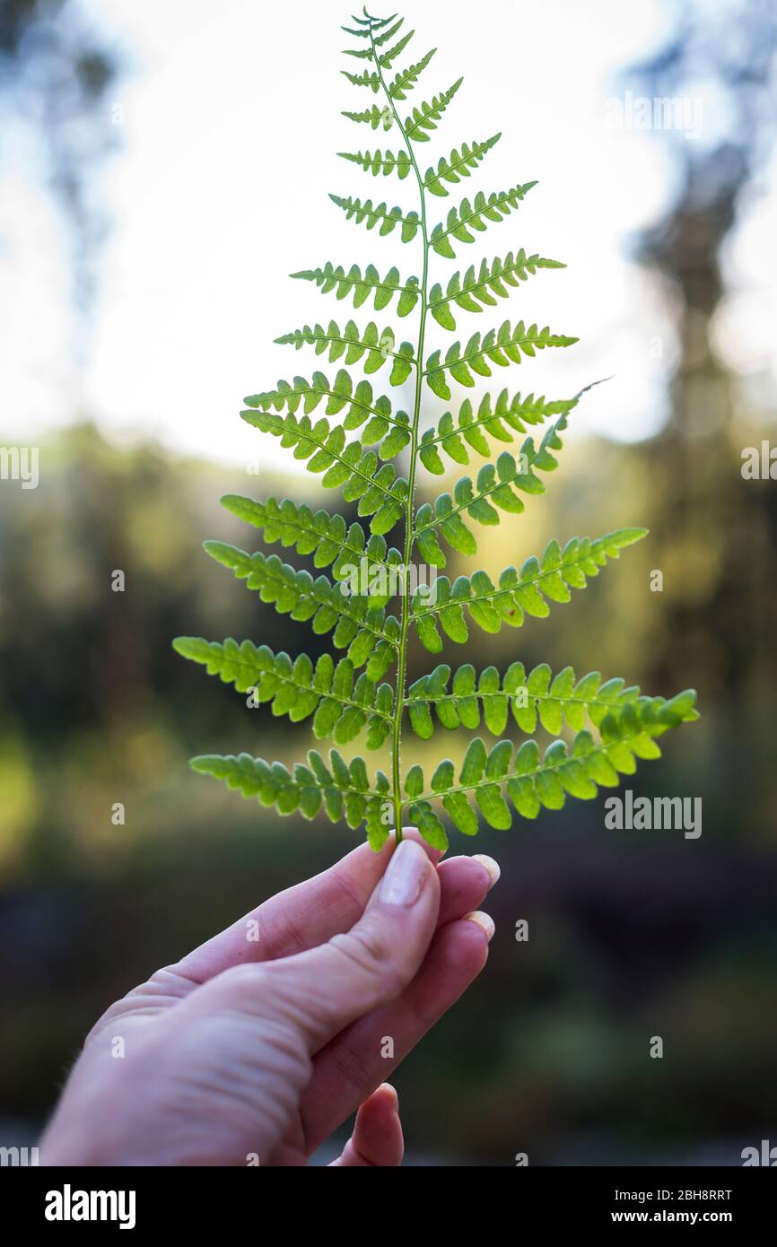 Pinnate Compound Leaf High Resolution Stock Photography and Images - Alamy