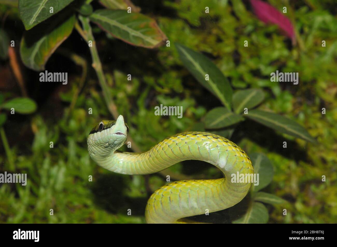 Barons green racer hi-res stock photography and images - Alamy