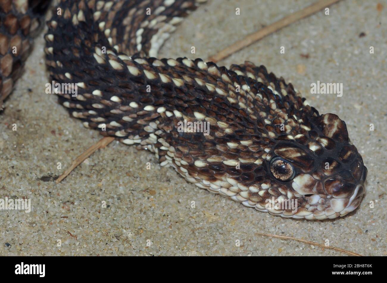 Rattlesnake, Crotalus, portrait, America, USA Stock Photo - Alamy