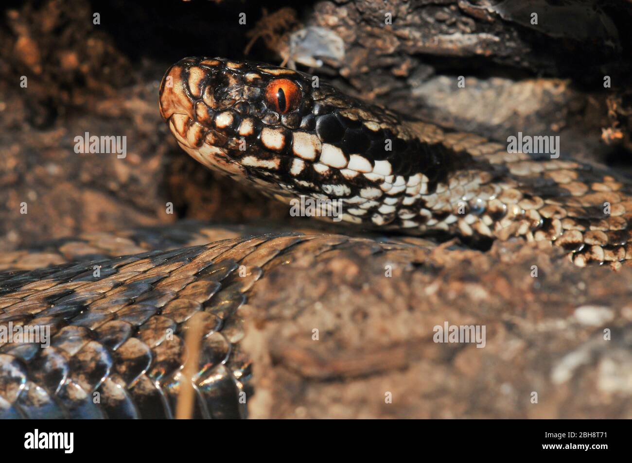 European adder while sunbathing hi-res stock photography and images - Alamy