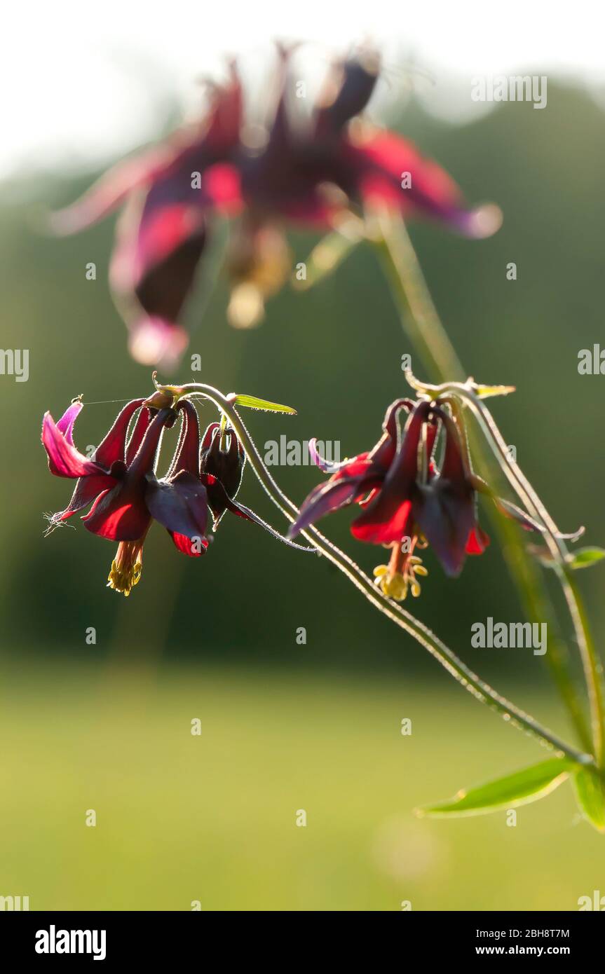 European columbine aquilegia vulgaris hi-res stock photography and ...