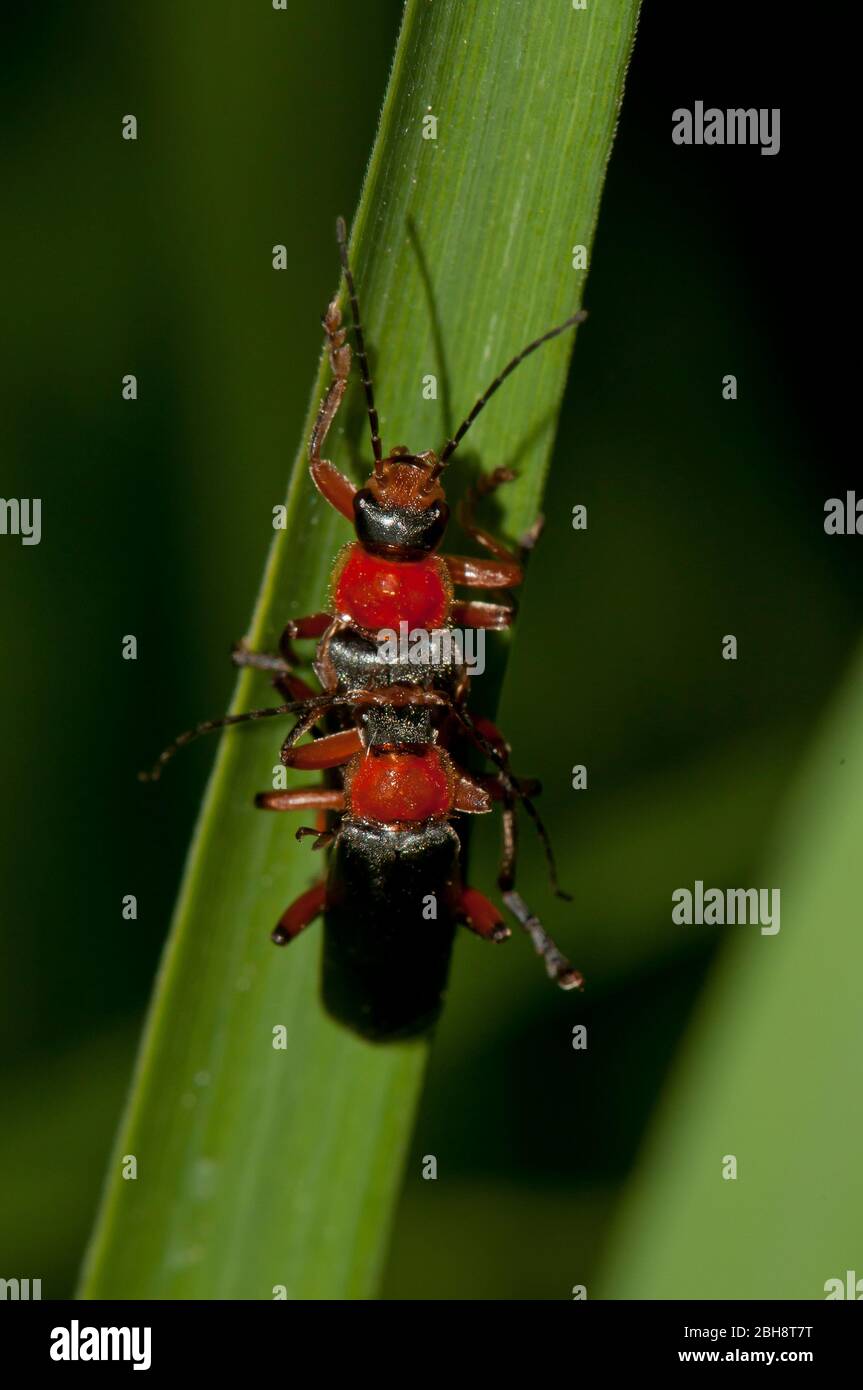 Soldier beetle in mating hi-res stock photography and images - Alamy