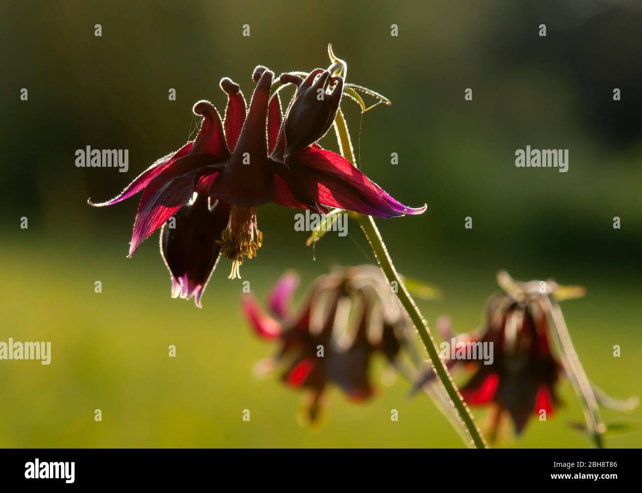 European columbine, Aquilegia vulgaris, in backlight, Bavaria, Germany ...