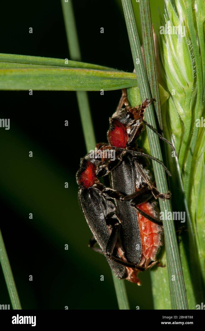 Soldier beetle in mating hi-res stock photography and images - Alamy