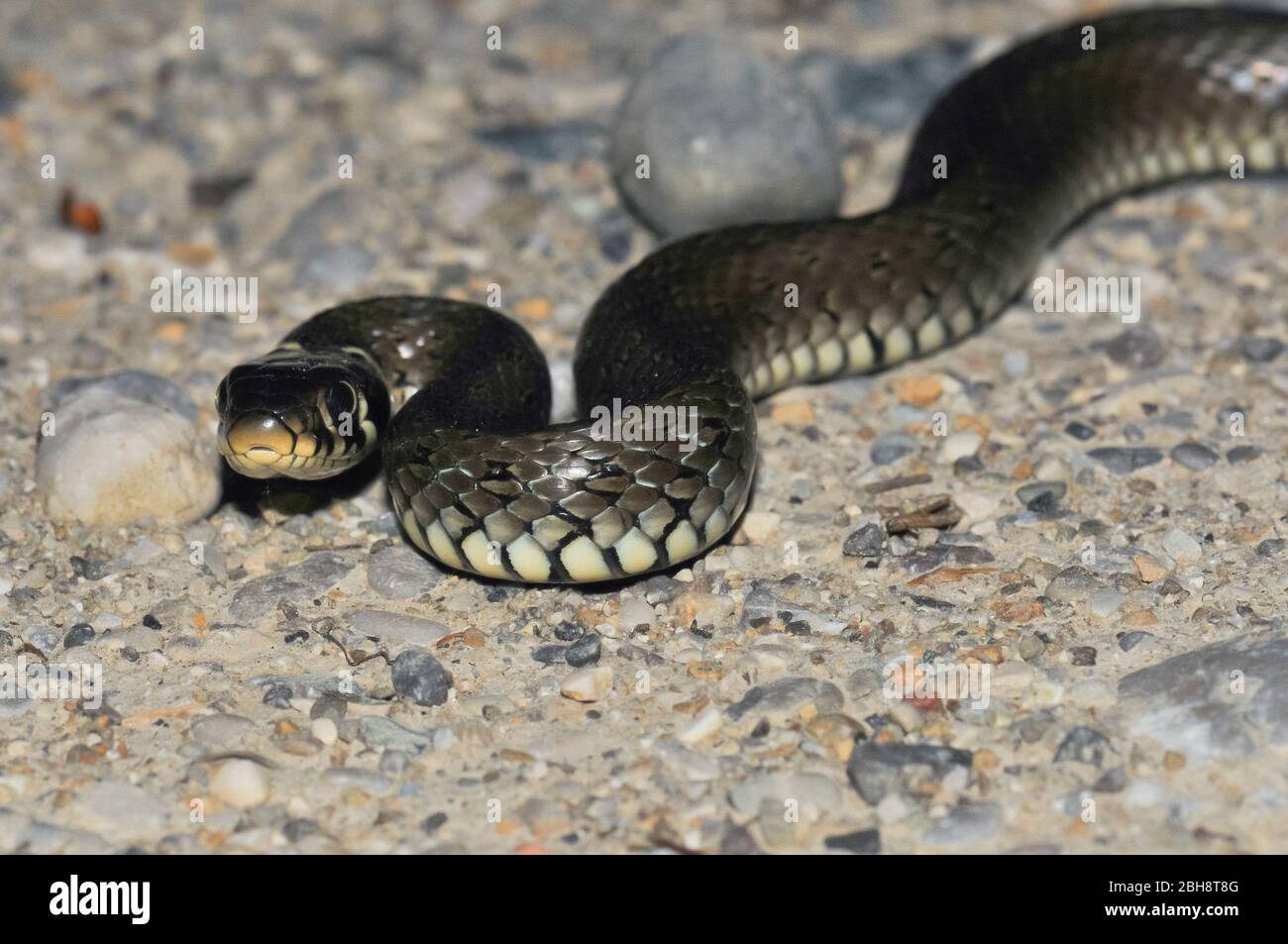 Snakes of germany hi-res stock photography and images - Alamy