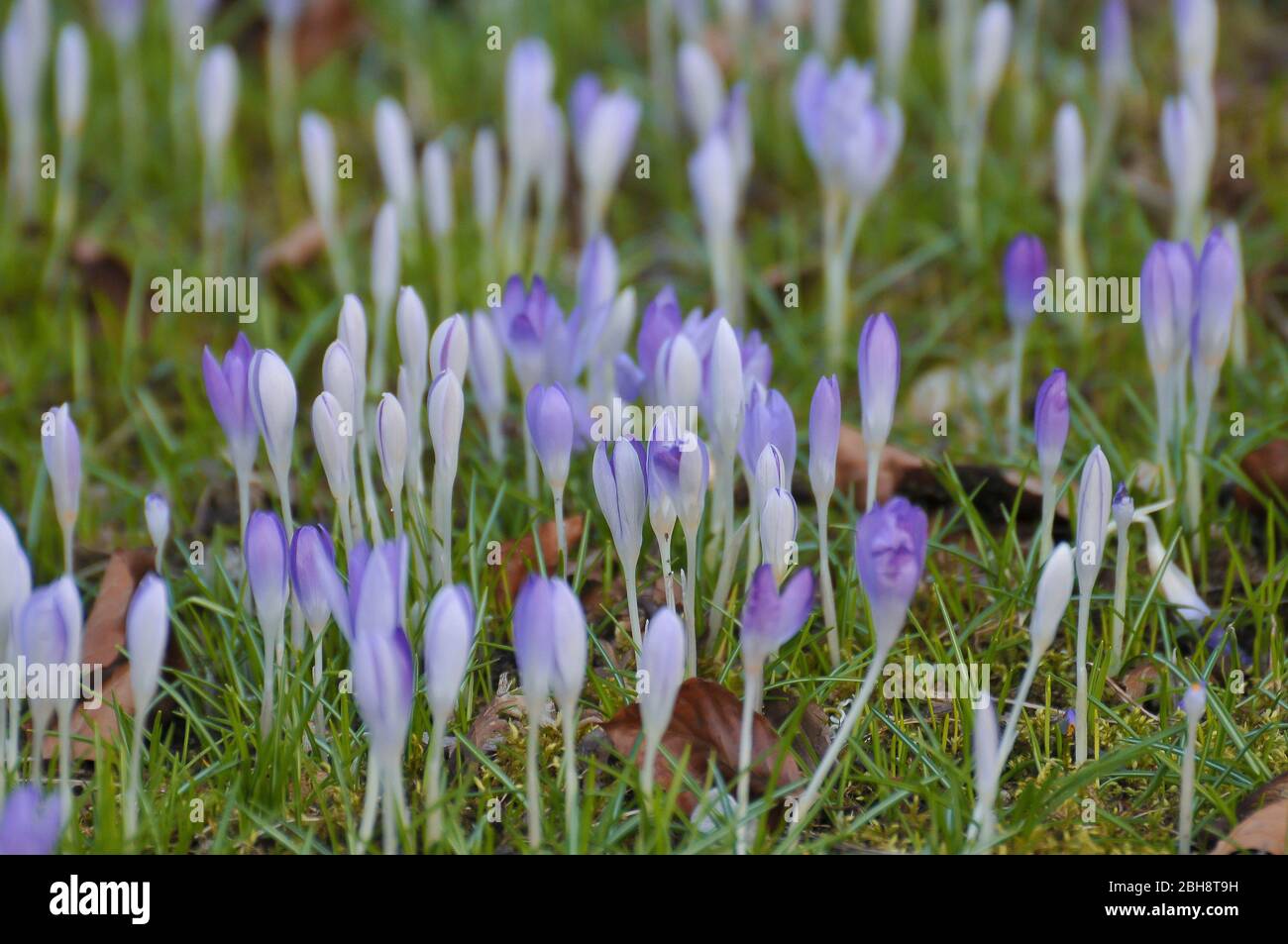 Many lilac crocuses, Crocus, in spring, Bavaria, Germany Stock Photo ...