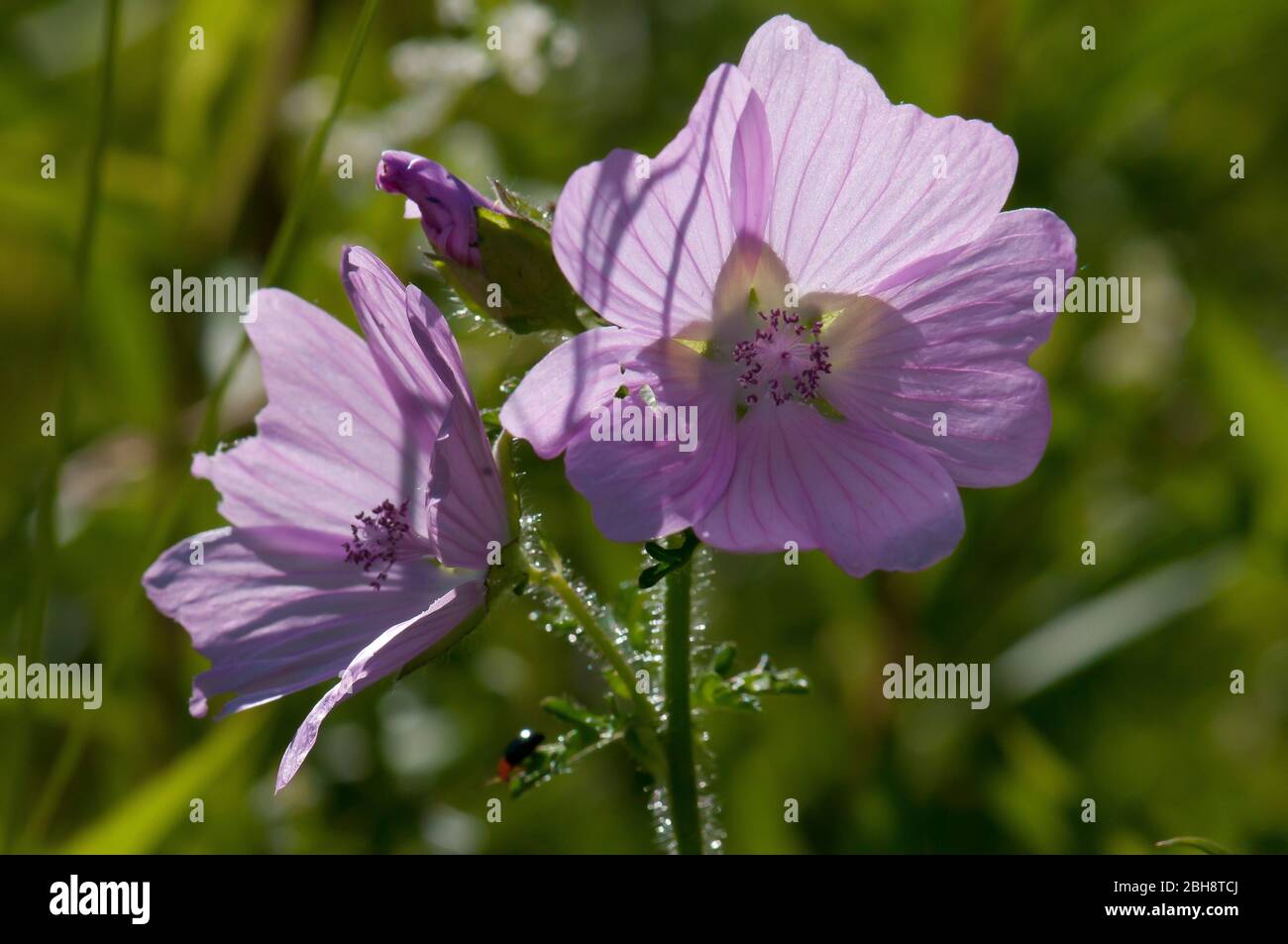 greater musk-mallow, malva alcea, two blossoms, Bavaria, Germany Stock ...