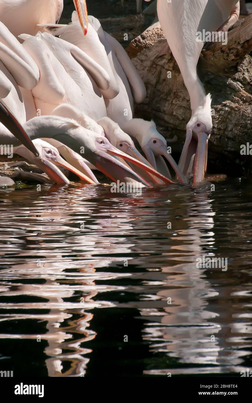 Pelicans, Pelecanidae, Pelecanus, opened beak, drinking water, Zoo ...