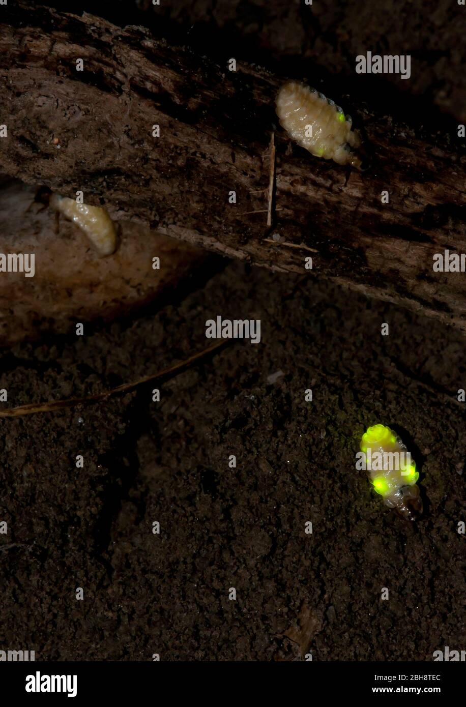 Firefly Egg Firefly Facts And Photos