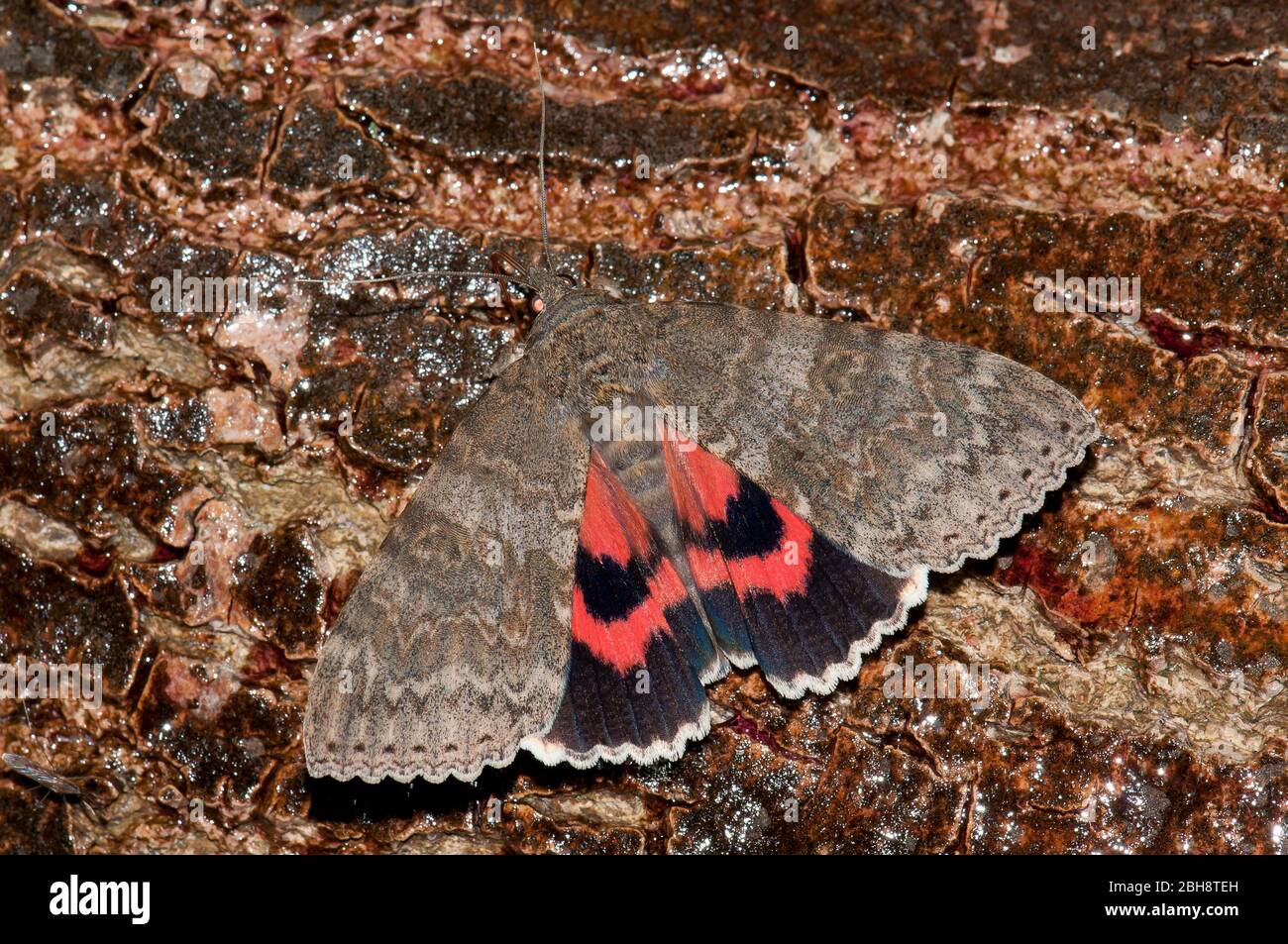 Red underwing hi-res stock photography and images - Alamy