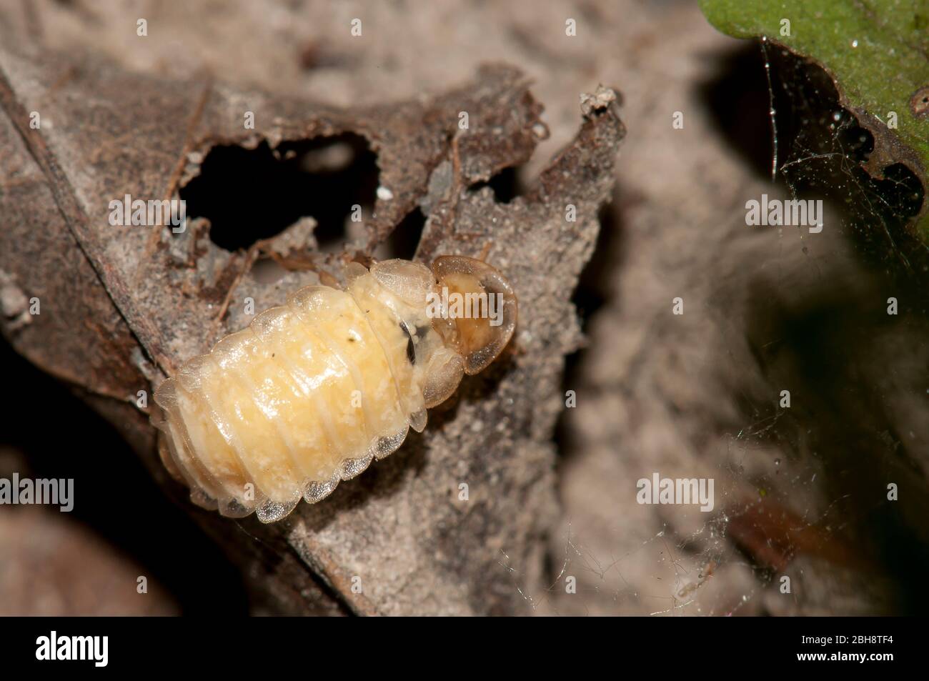 Scrawny hi-res stock photography and images - Alamy