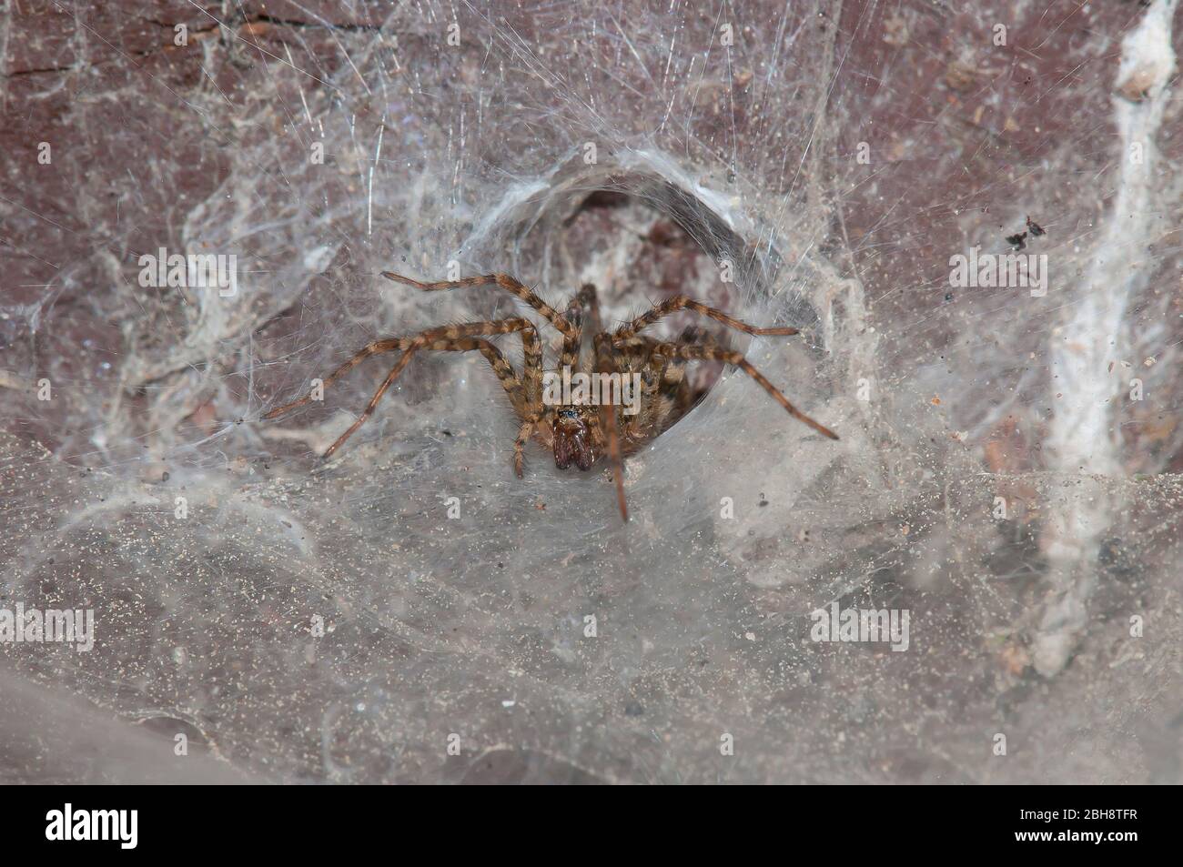 Labyrinth spider, Agelena labyrinthica, lurking in her tube web ...