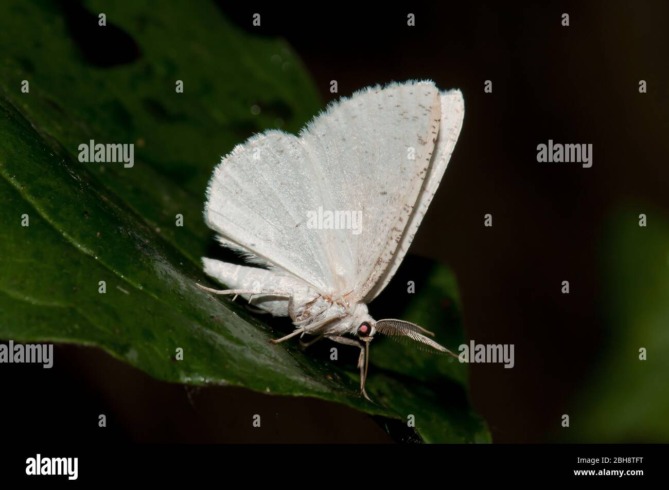 Common white wave moth hi-res stock photography and images - Alamy
