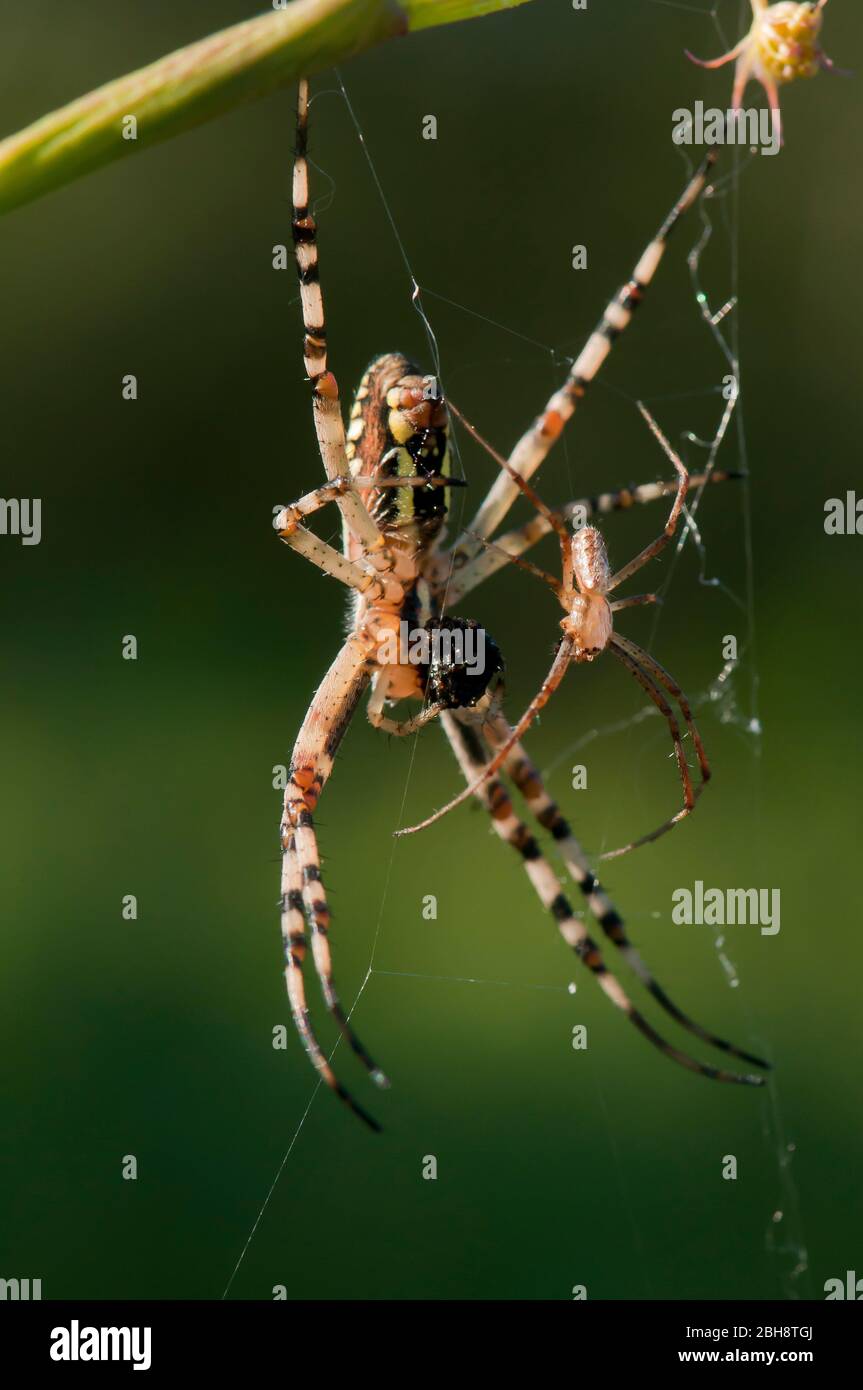 Spiders mating hi-res stock photography and images - Alamy