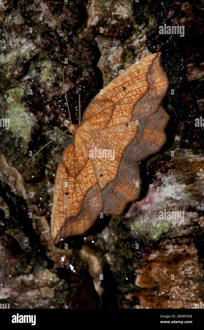Tree bark moth hi-res stock photography and images - Alamy