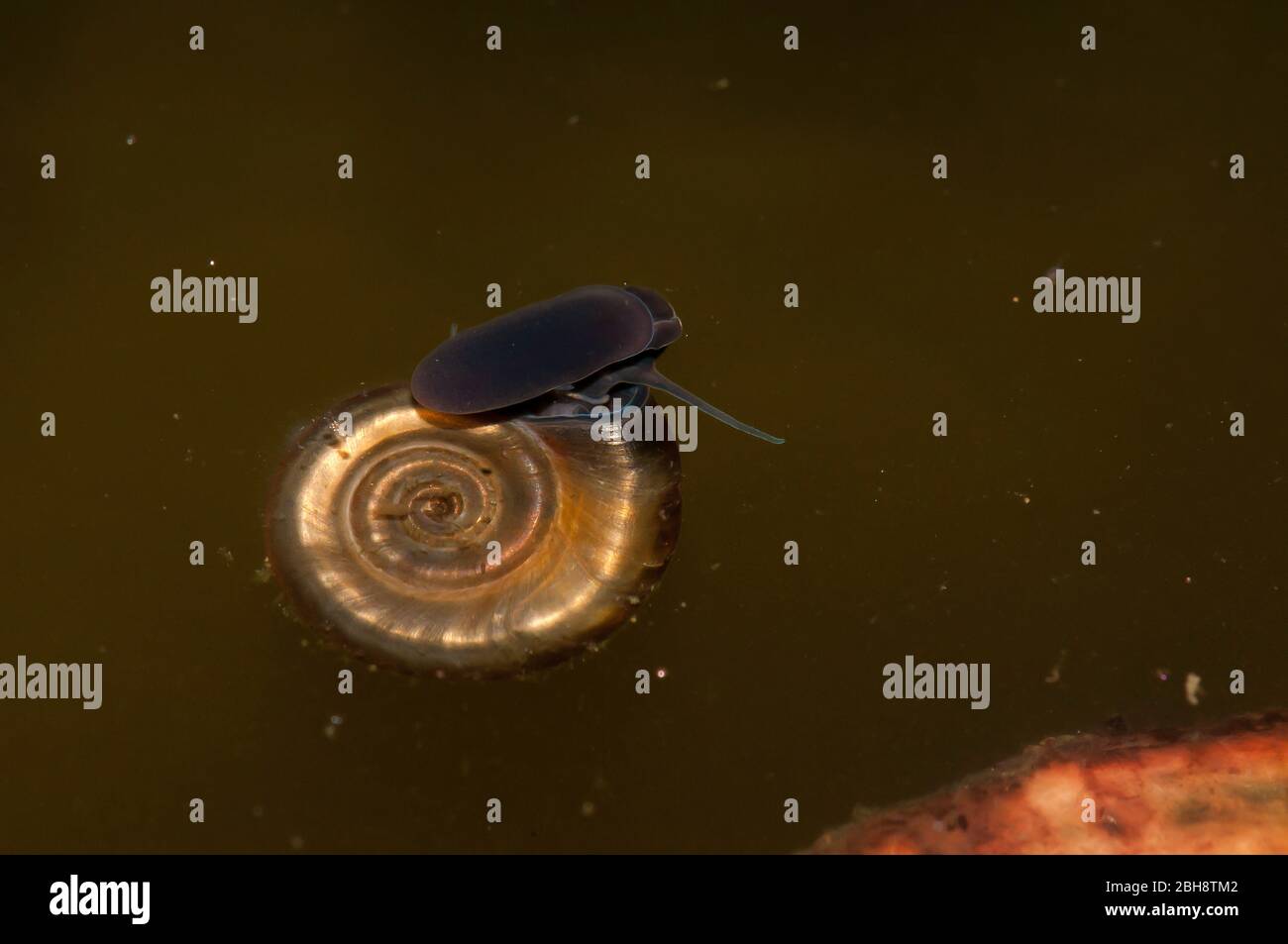 Great ramshorn, Planorbarius corneus, crawling and breathing below the ...