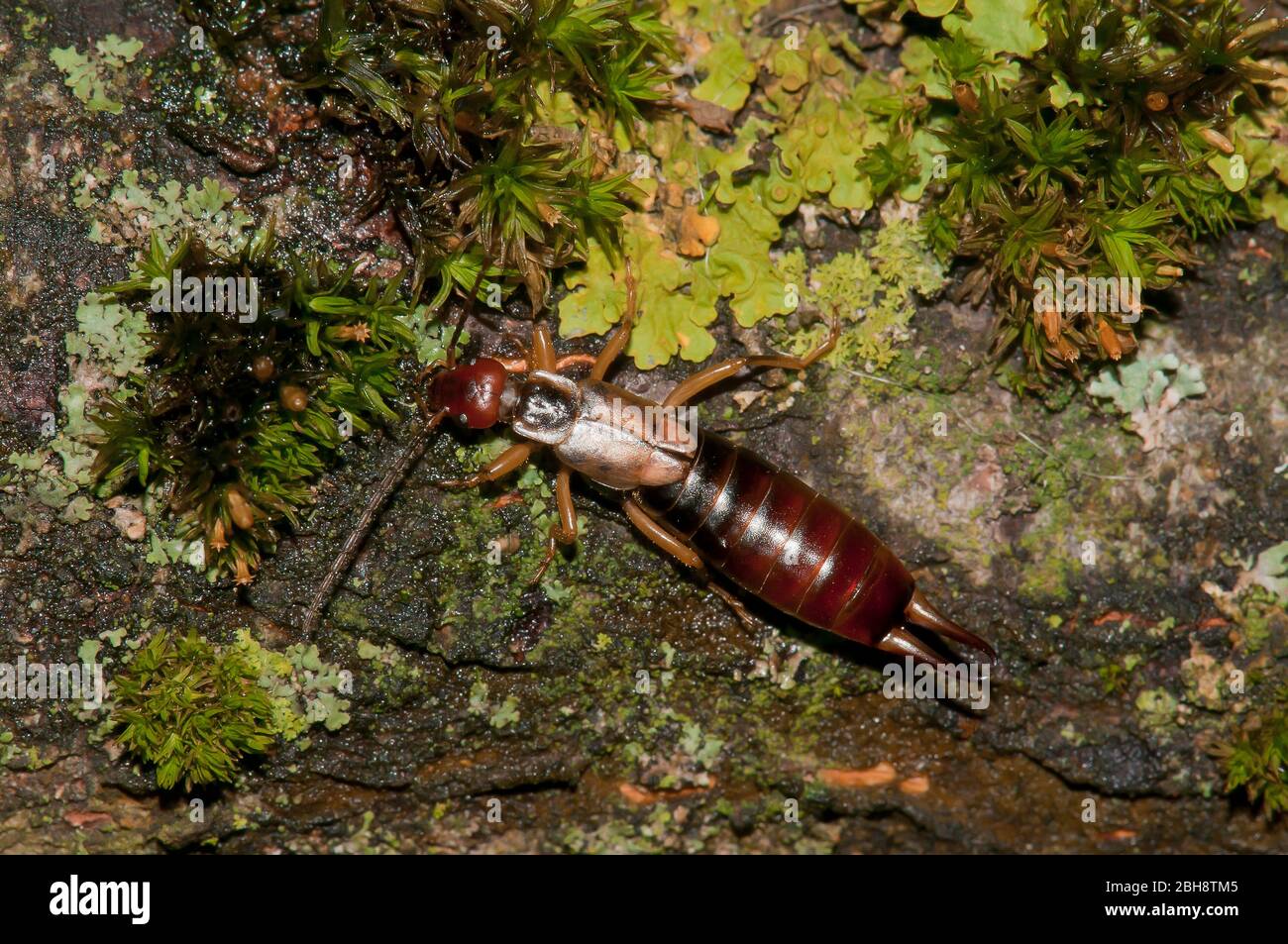 Earwig, Dermaptera, crawling on bark, with mosses, and lichens, Bavaria ...