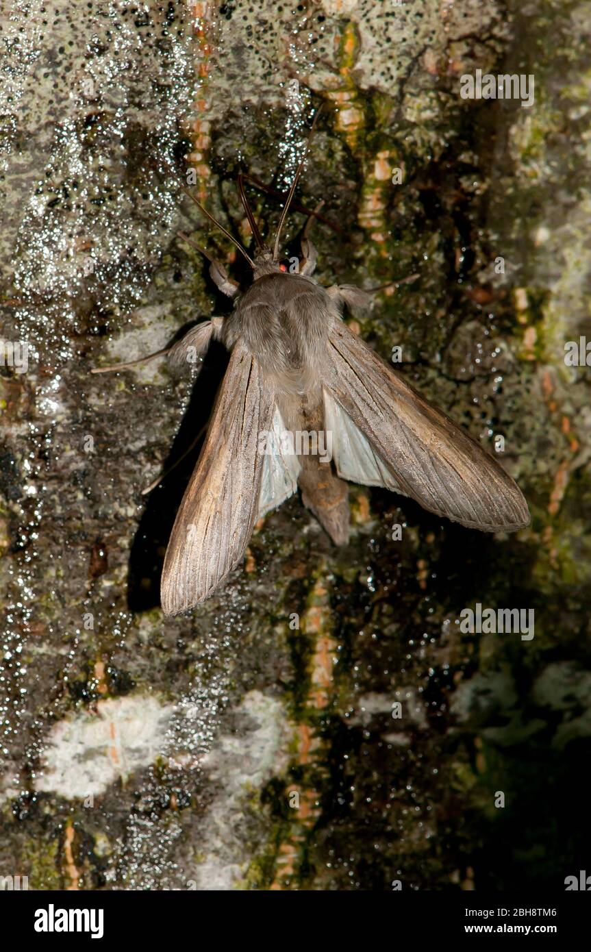 Shark moth, Cucullia umbratica, sitting on tree bark, sucking on bait ...