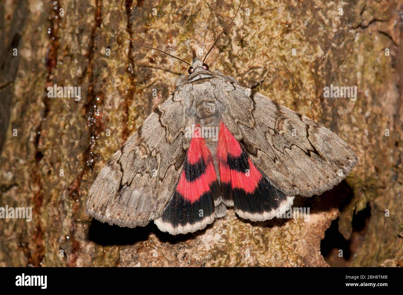 Red underwing hi-res stock photography and images - Alamy