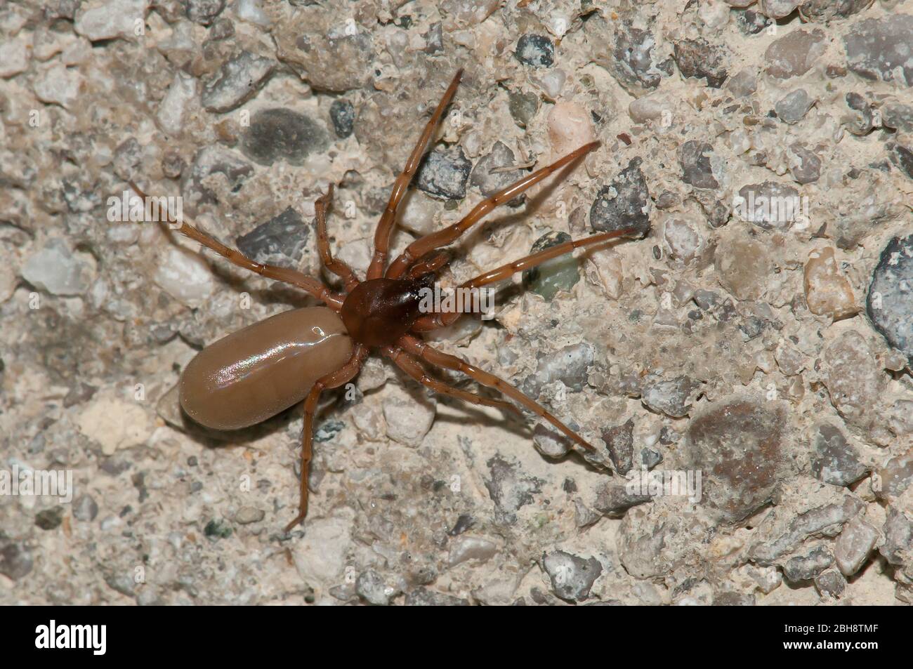 Most poisonous spider of germany hi-res stock photography and images ...