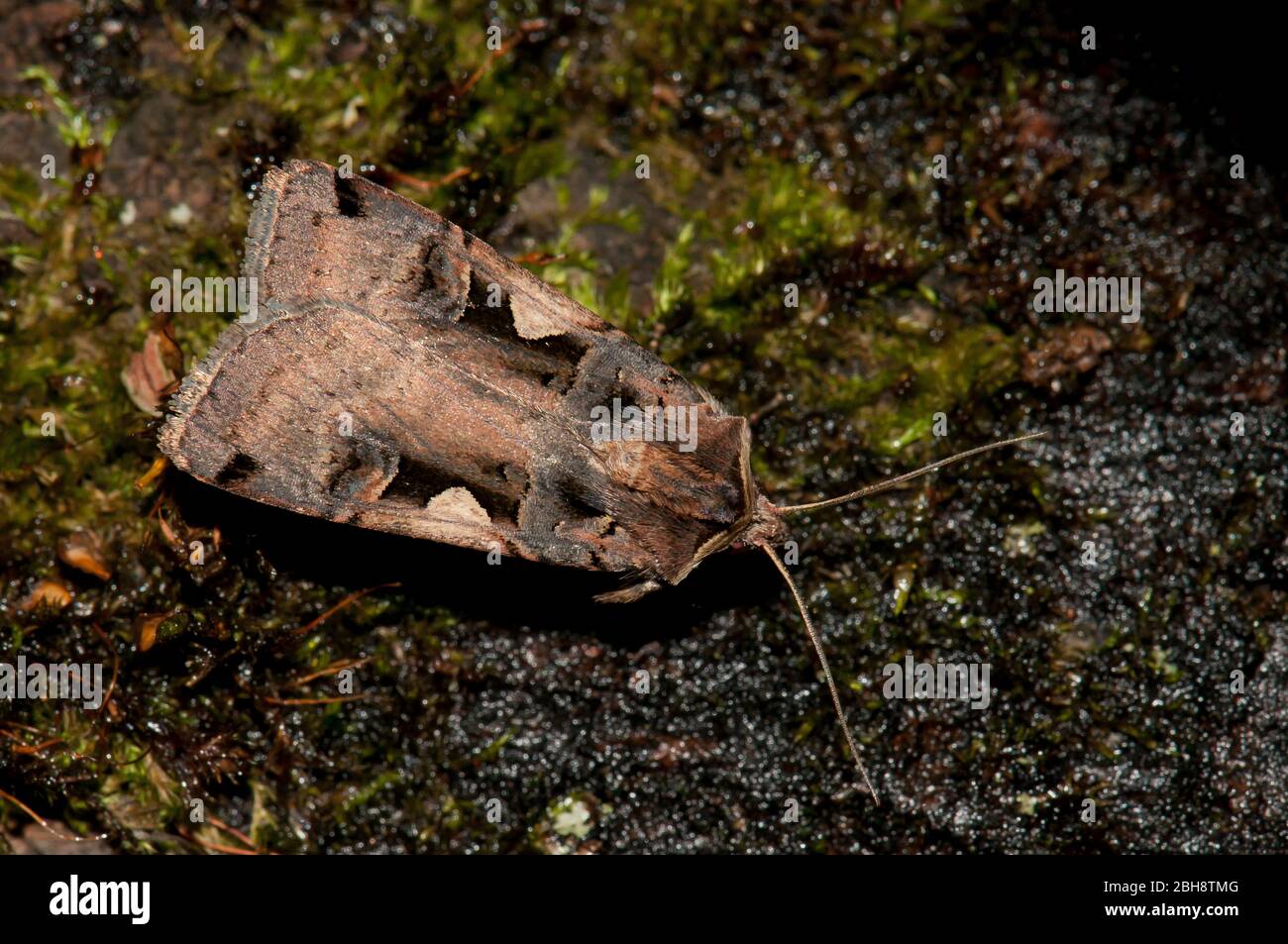 Setaceous hebrew character hi-res stock photography and images - Alamy