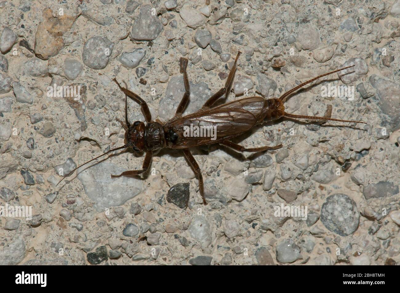 Stone fly, (Dinocras cephalotes), crawling on washed out concrete ...