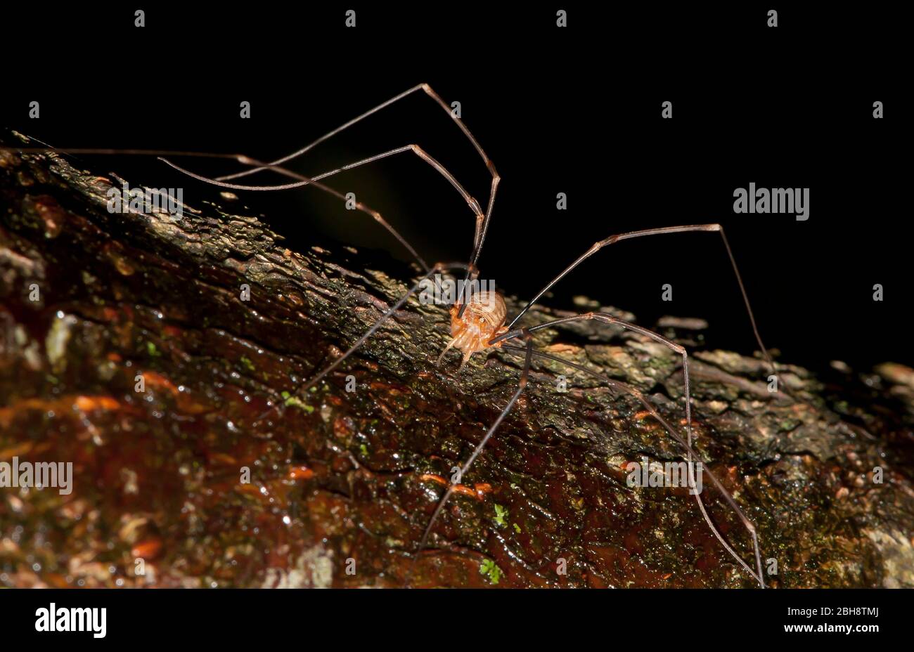 Opiliones hi-res stock photography and images - Alamy