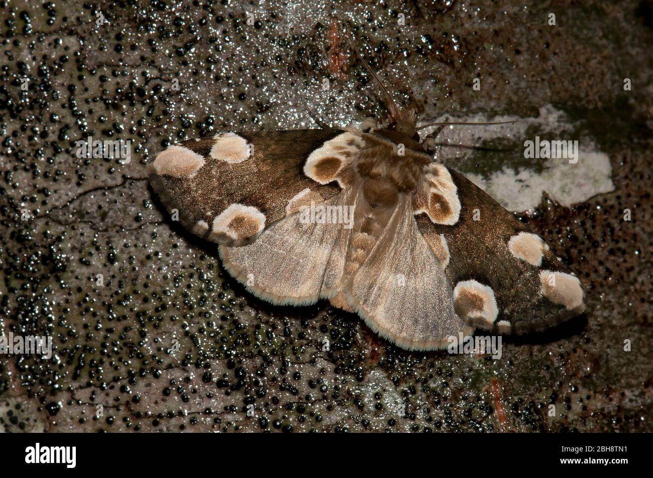 Night owl rose hi-res stock photography and images - Alamy