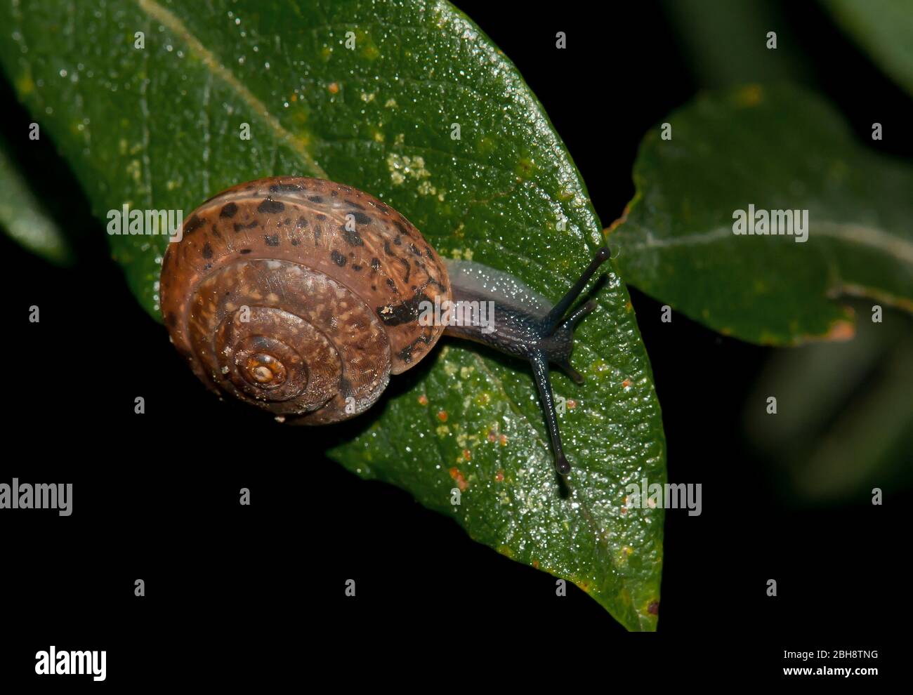 Curled red leaf hi-res stock photography and images - Alamy