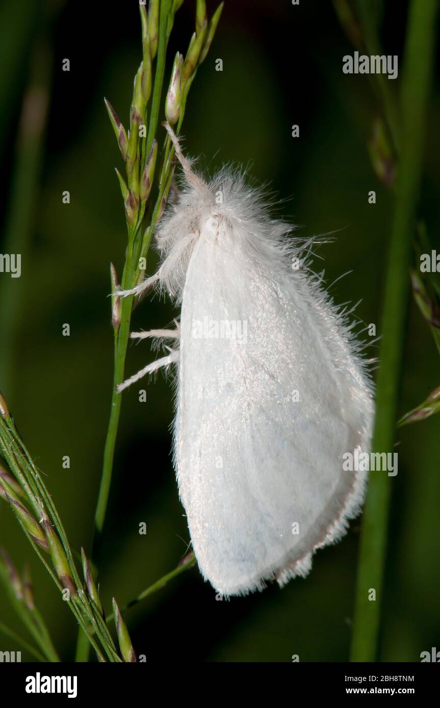 Swan moth, Sphrageidus similis, sitting on grass rot, Bavaria, Germany ...