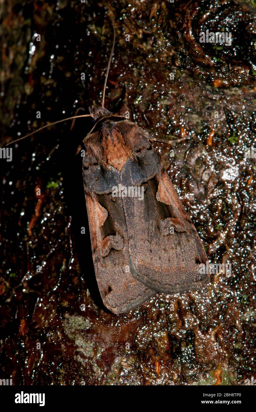 Setaceous Hebrew character, Xestia c-nigrum, sitting on tree bark ...